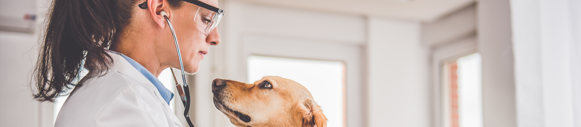 Veterinary Medical Equipment | Probo Medical
